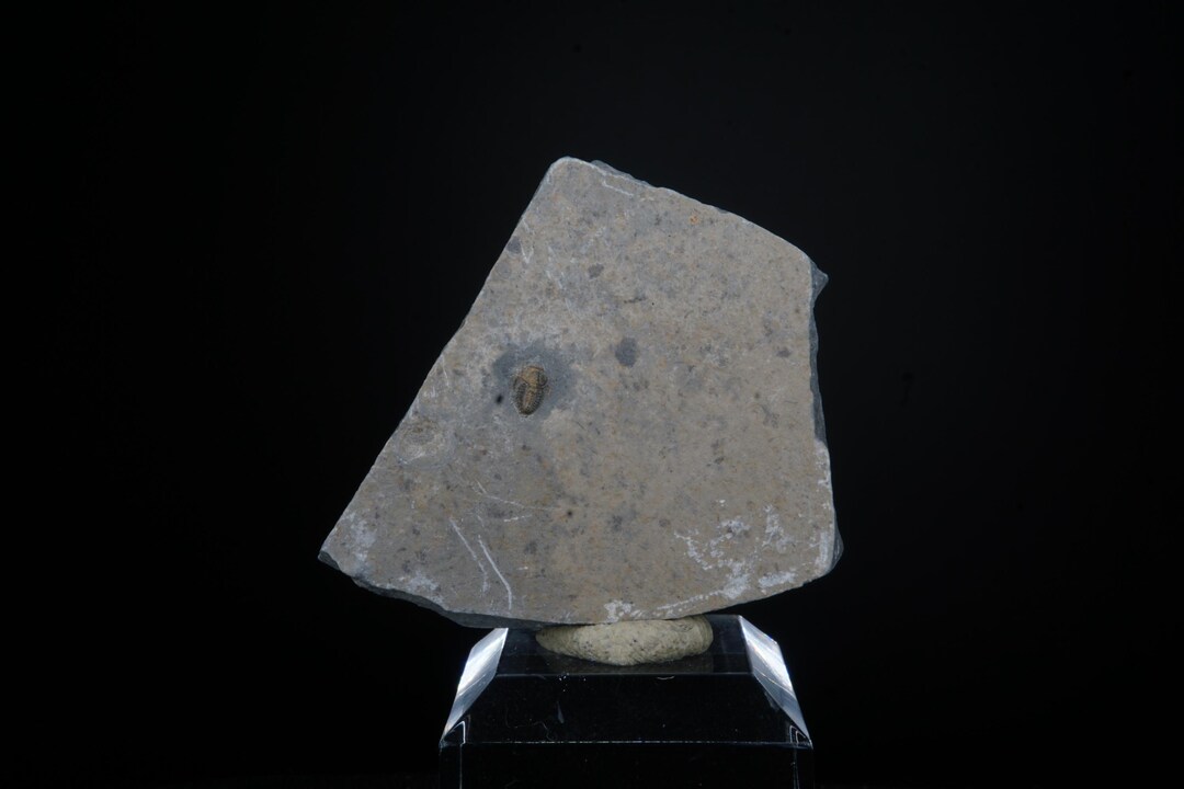 Trilobite / House Range, Utah / Brachyaspidion Microps / Cambrian ...