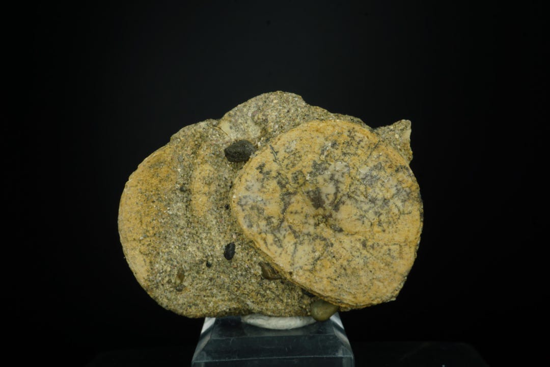 Sand Dollar Fossil / Dendraster Gibbsi / Kettleman Hills, California ...
