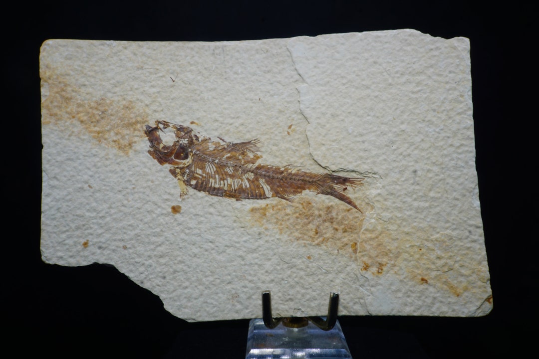 Fossil Fish / Knightia Eocaena / Eocene Fossil Specimen / Kemmerer ...