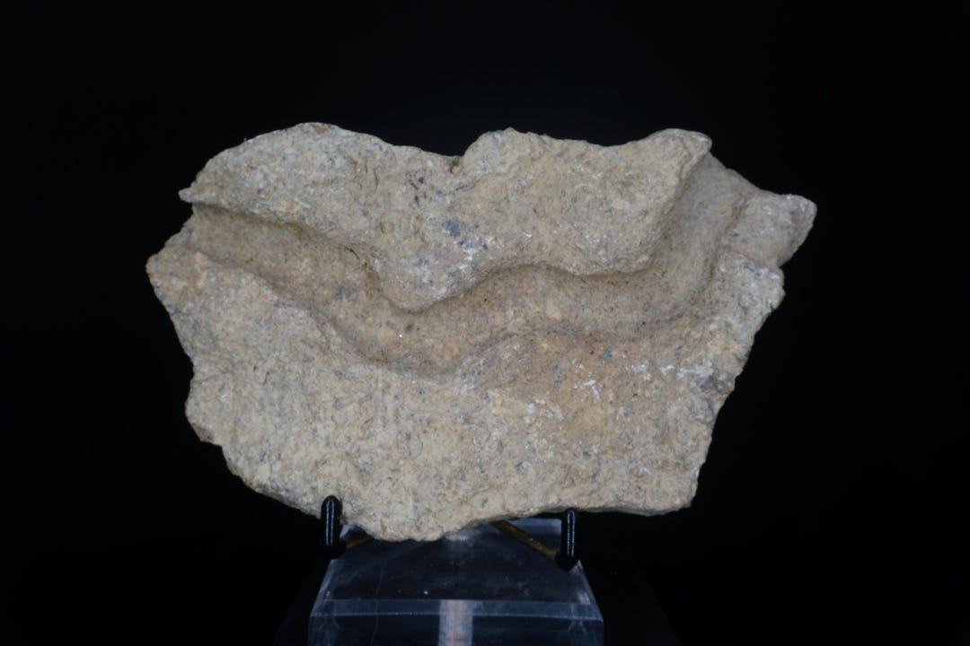 Animal Burrow Fossil / Trammel Fossil Park, Ohio / Rare Fossil Specimen ...
