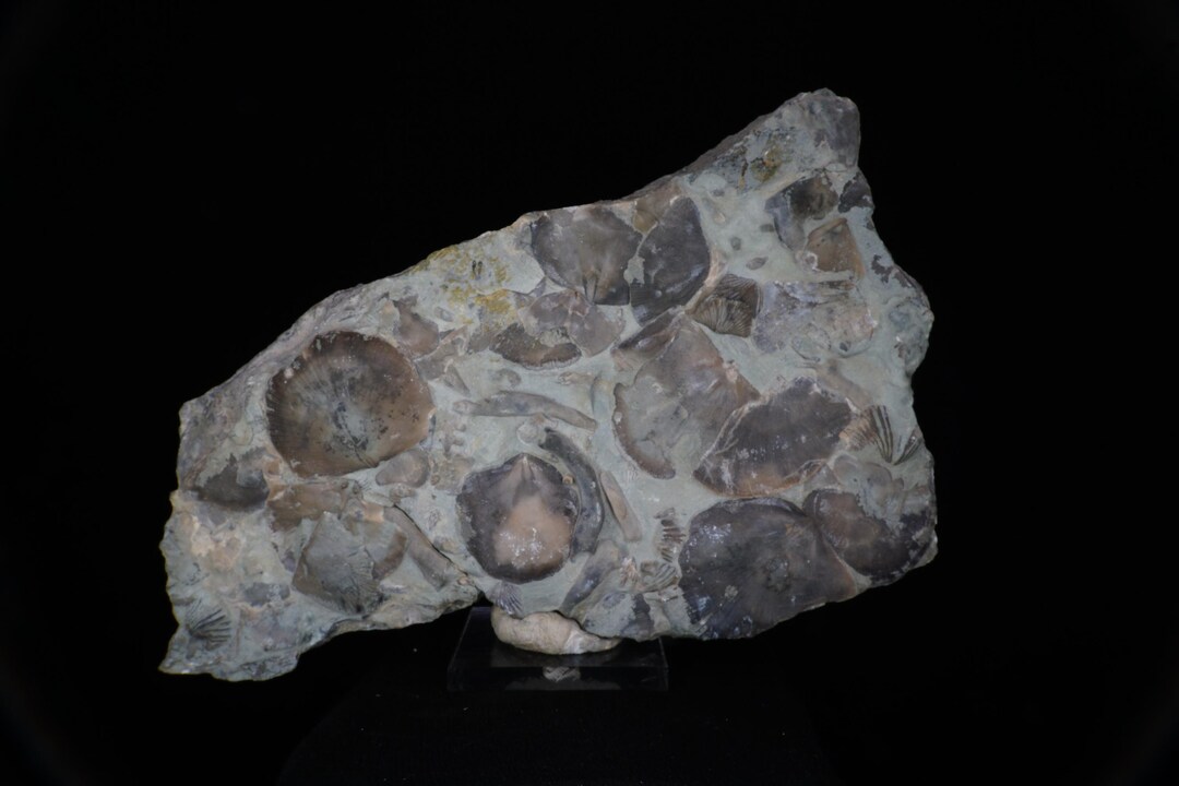 Brachiopod Fossil Plate / Rafinesquina Alternata / Sharonville, Ohio ...