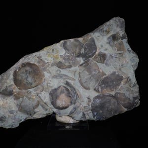 Brachiopod Fossil Plate / Rafinesquina Alternata / Sharonville, Ohio ...