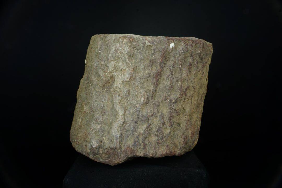 Lepidodendron Scale Tree Fossil / Central States, USA / Carboniferous ...