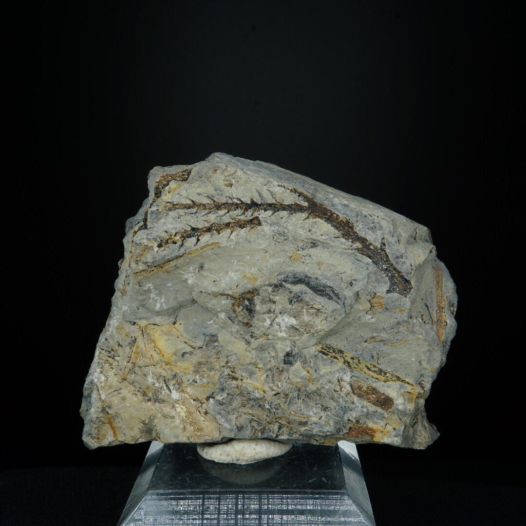 Pine Stems Fossil / Blackhawk Formation, Utah / Rare Fossil Specimen - Etsy