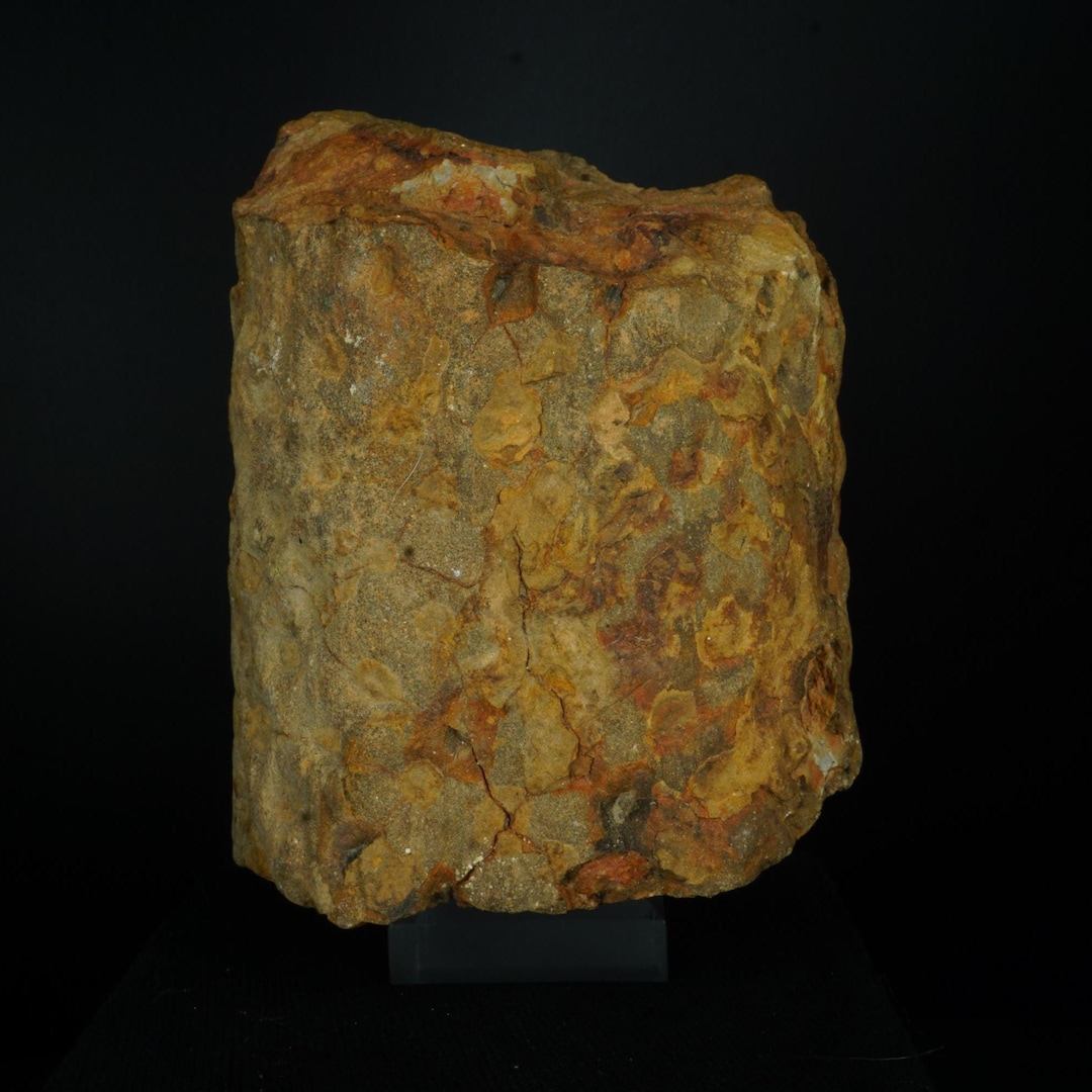 Lepidodendron Scale Tree Fossil / Central States, USA / Carboniferous ...