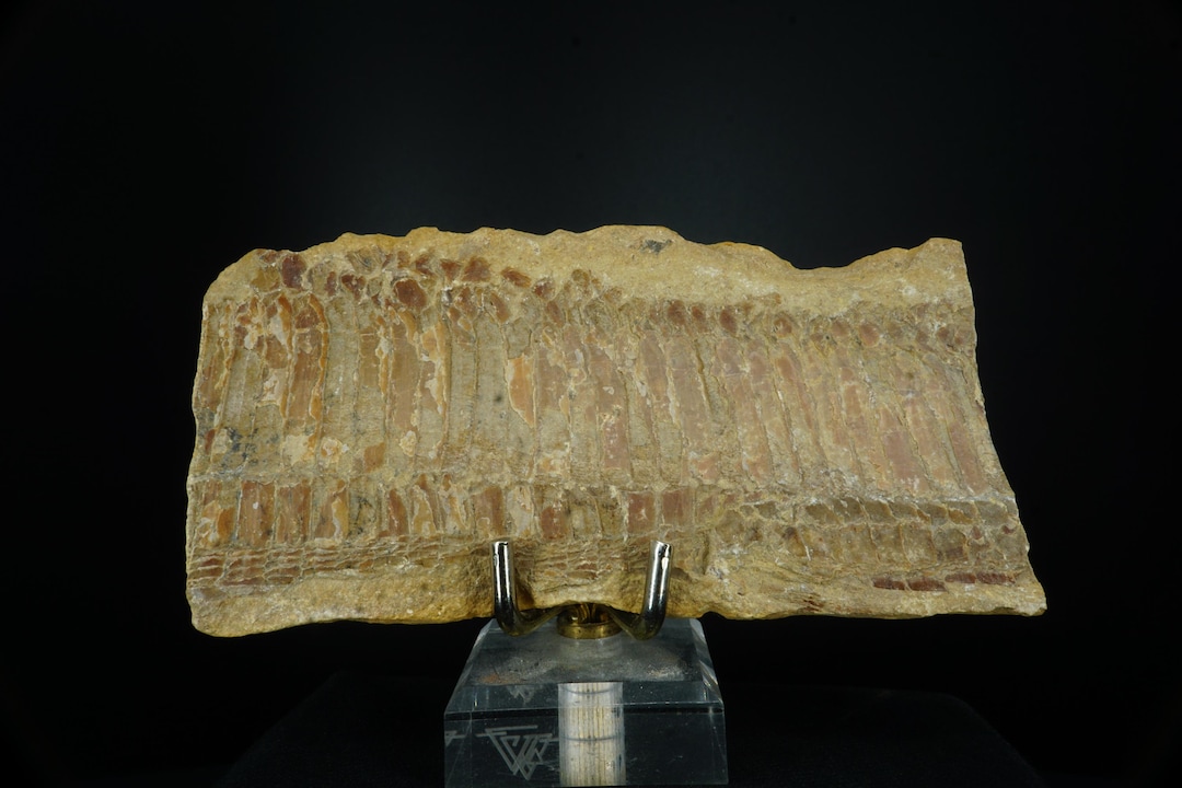 Fish Scale Fossil / Fossil Specimen - Etsy