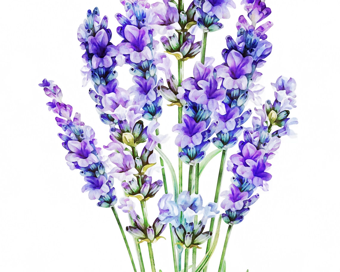 Lavender Watercolor, Lavender Wall Art, Lavender Flowers, Purple Wall ...