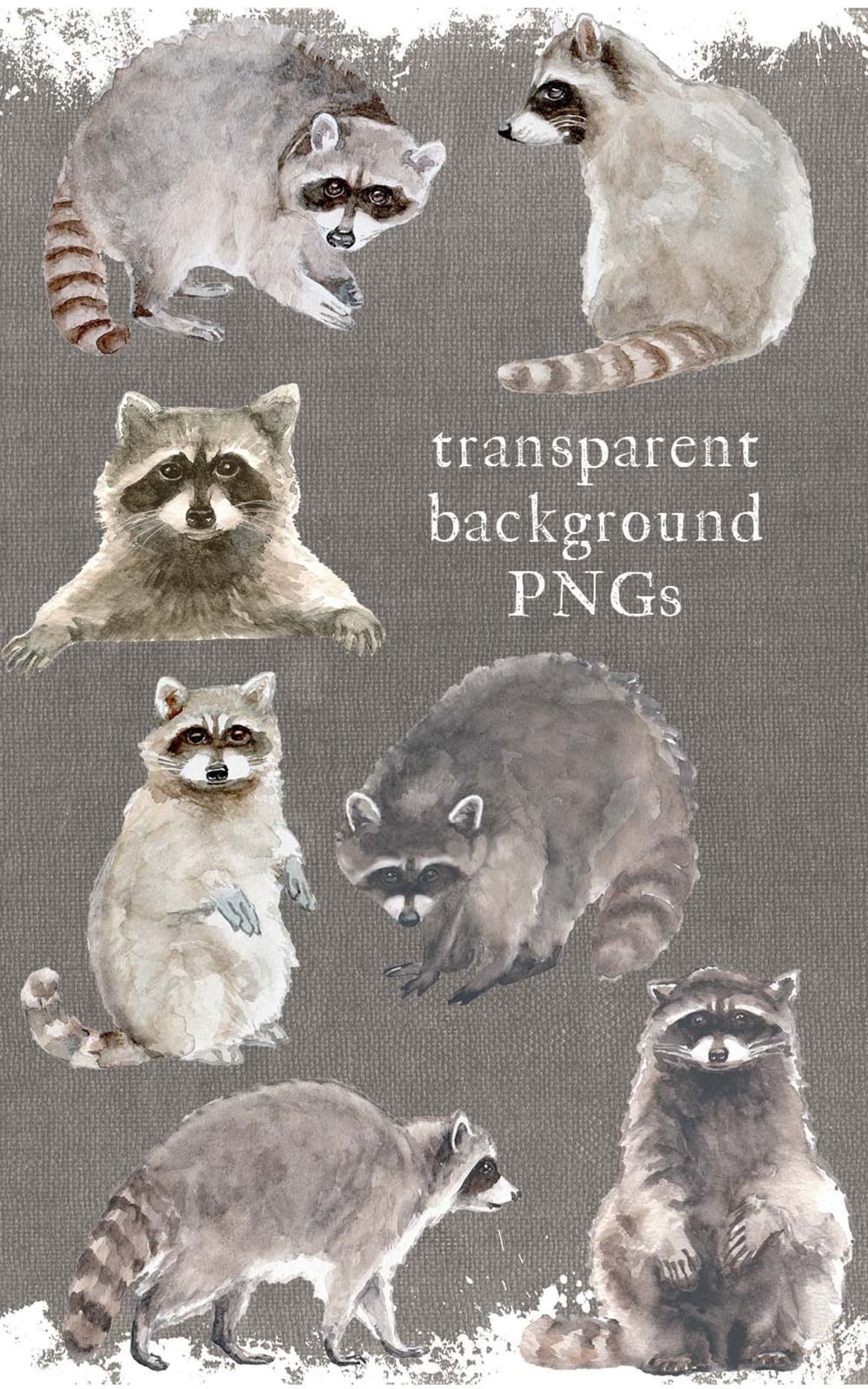 Raccoons Watercolor Clipart Digital Download - Etsy