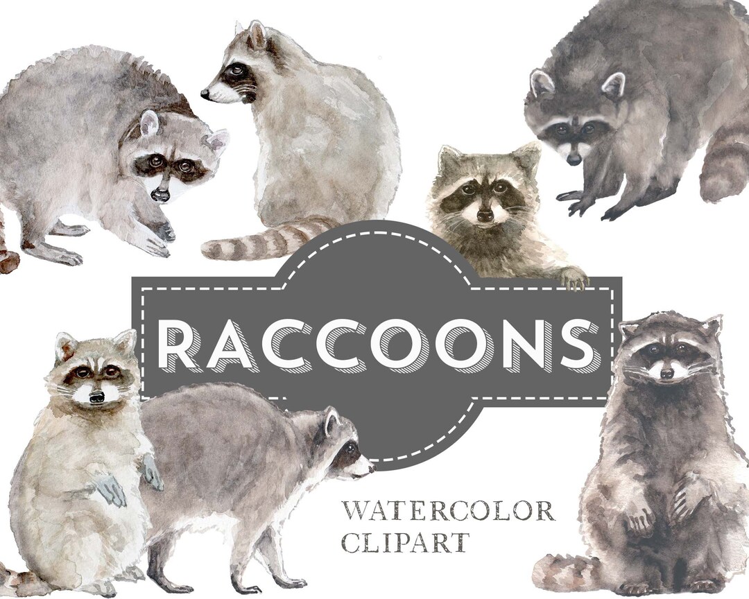 Raccoons Watercolor Clipart Digital Download - Etsy