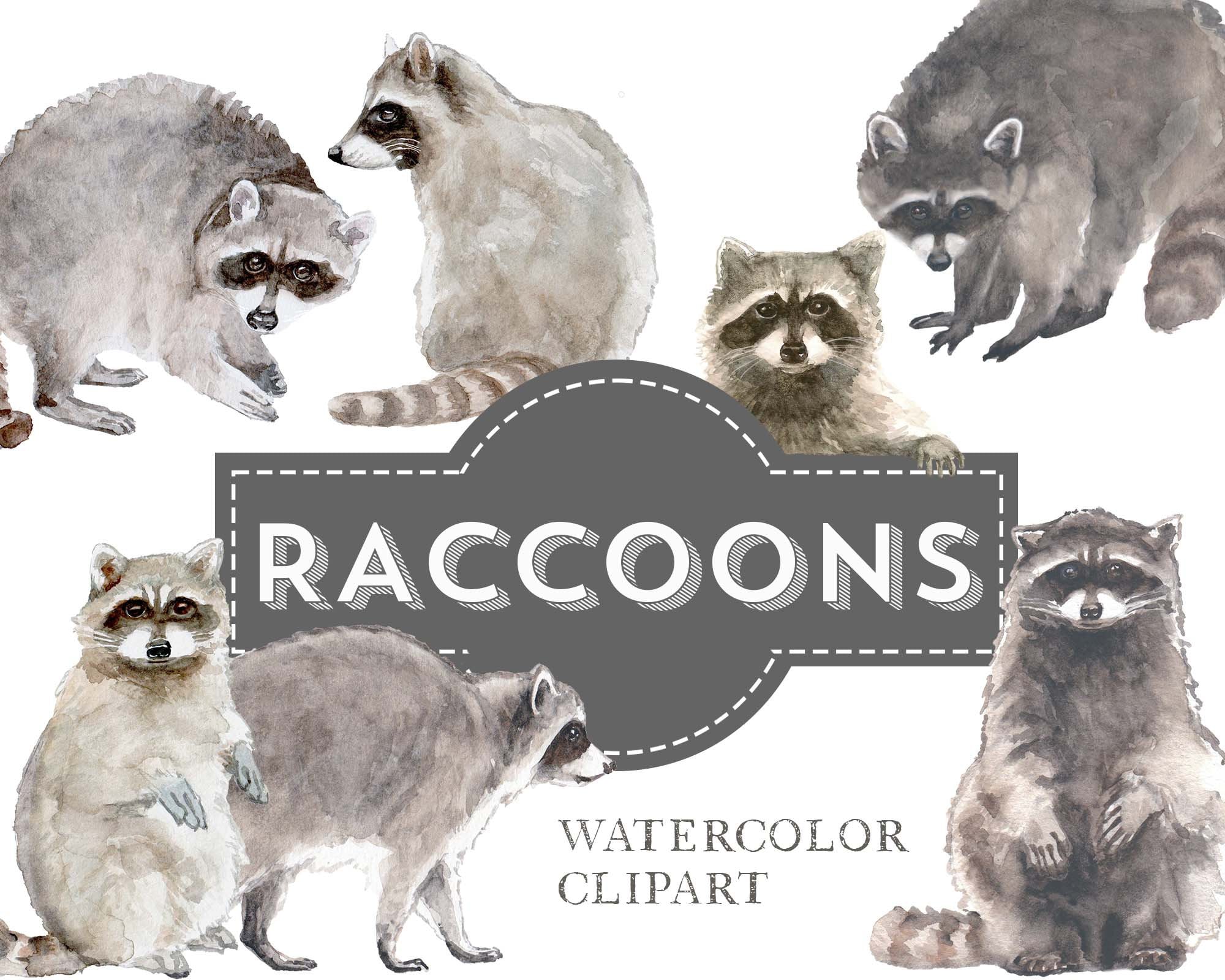 Raccoons Watercolor Clipart Digital Download - Etsy