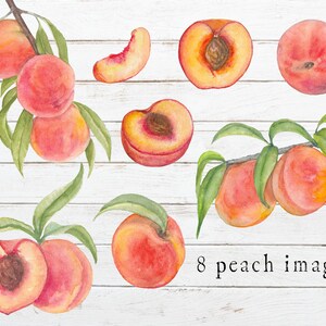 Peaches Watercolor Clipart Hand-painted Digital Download PNG - Etsy