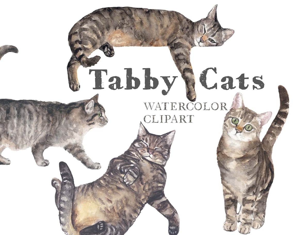 Tabby Cats Watercolor Clipart Digital Download - Etsy