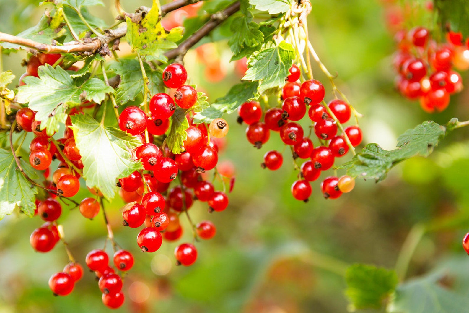 What to do with Red Currants! Recipes and Growing Tips