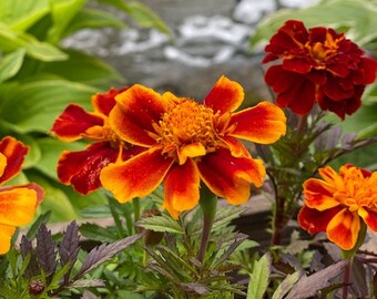 French Marigold PETITE YELLOW 350 Seeds Tagetes Patula | Etsy