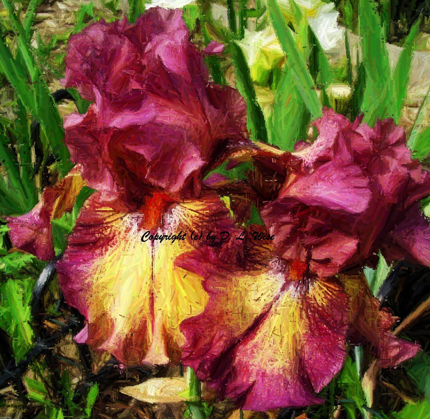 Raspberry Iris Yellow Iris Iris Photo Iris Flower Iris - Etsy UK
