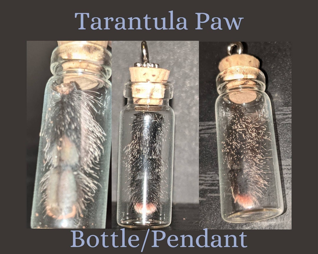 Tarantula Paw Bottle/pendant, Spider, Oddity, Preserved, Arachnid ...
