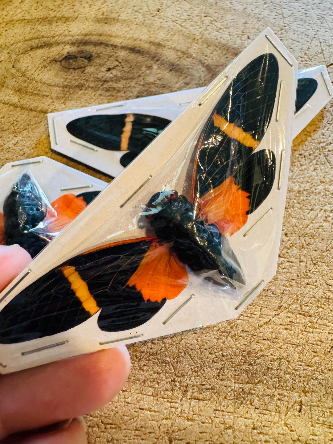 ORANGE Wings Spread Real Cicada Tosena Paviei Thailand Papered Specimen Entomology Collection ...