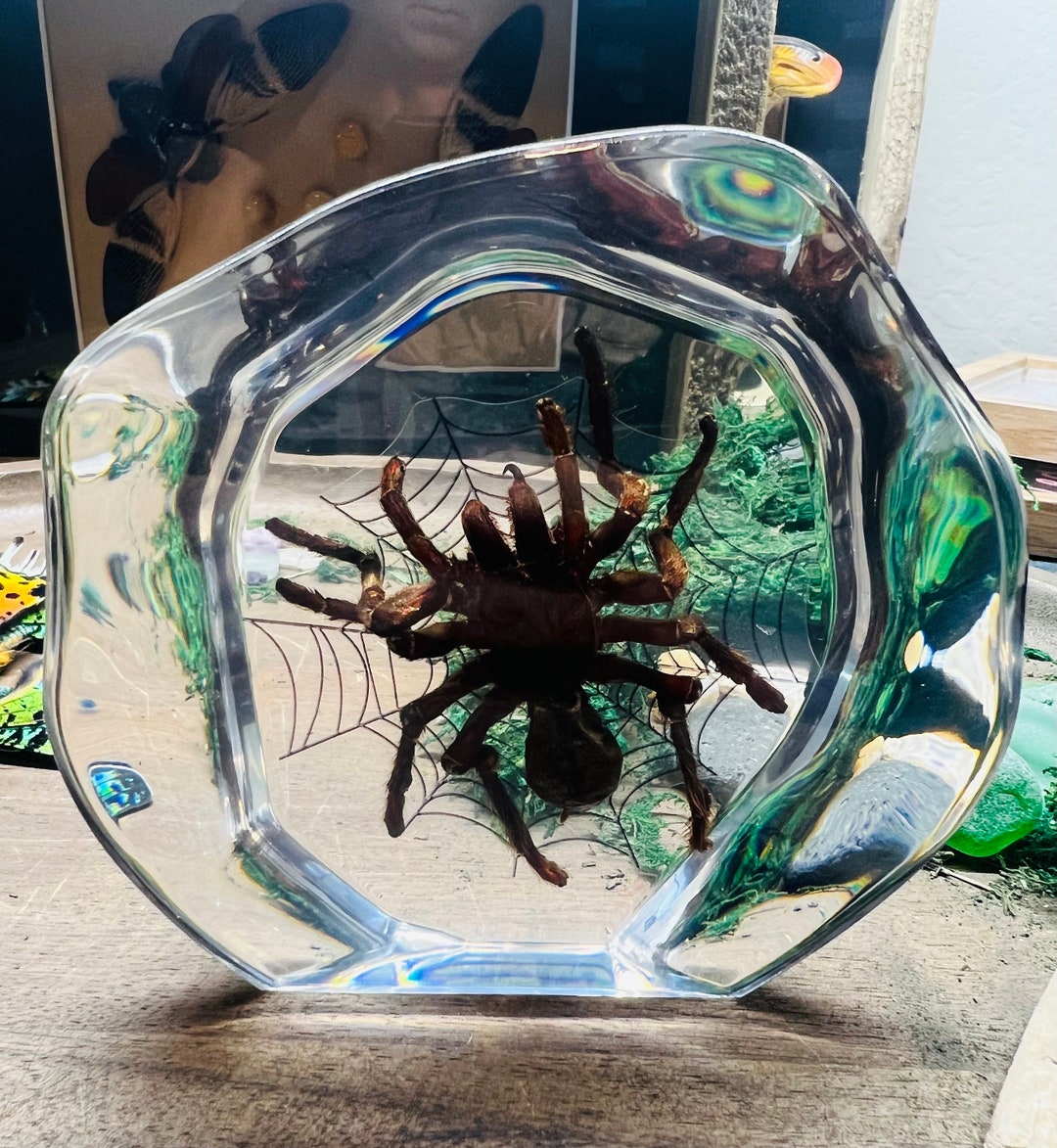 Real Tarantula in Resin Paperweight Desk Decor Oddities and Curiosities ...