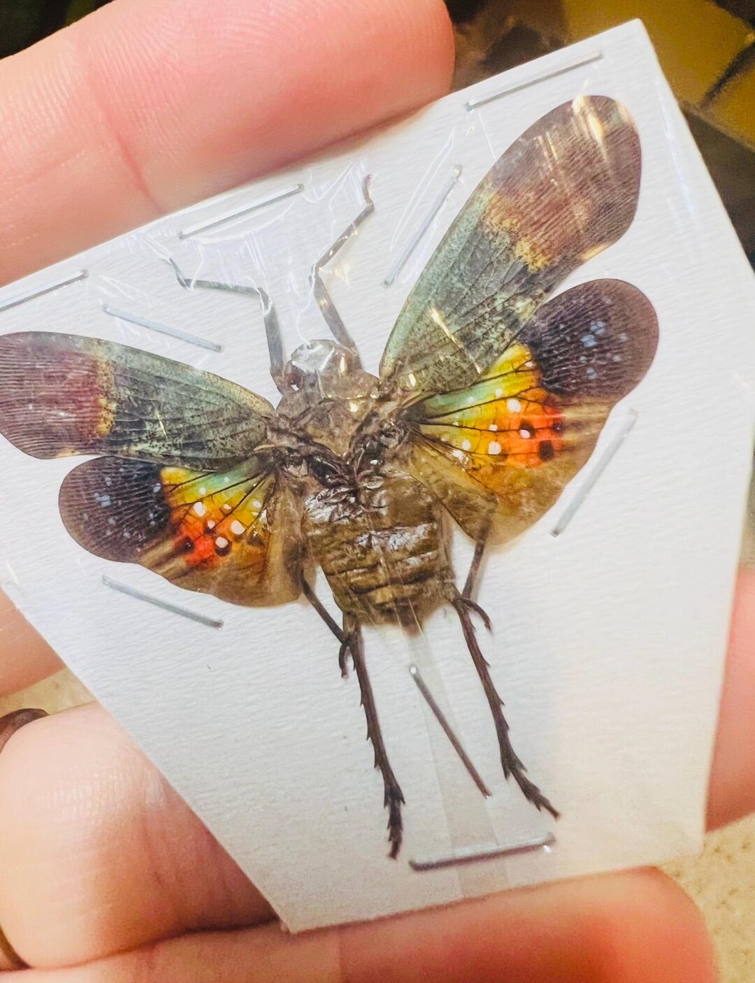 Penthicodes Farinosa Peleng Beautiful Colored Lanternfly Indonesia ...