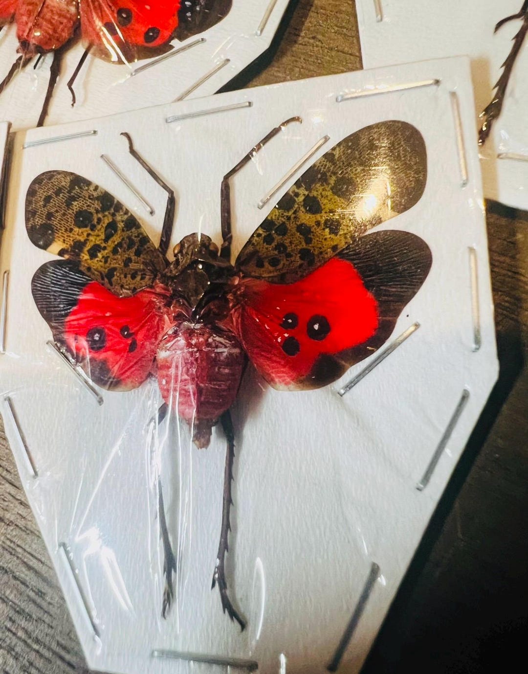 Penthicodes Bimaculata Red Lanternfly Indonesia Real Insect Leafhopper ...