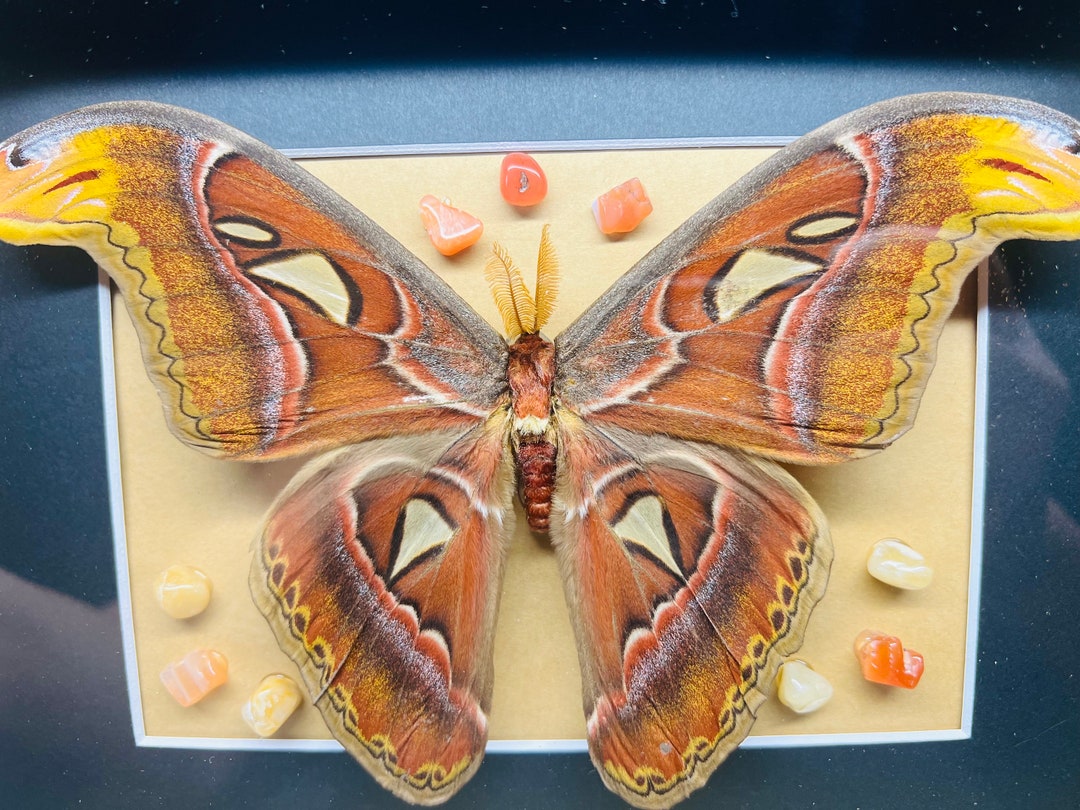 Real Taxidermy Moth Display Featuring Attacus Atlas Snake Head Moth ...