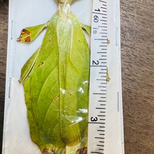 Phyllium Mamasaense Sulawesi (f) Green Indonesian Walking Leaf Insect ...
