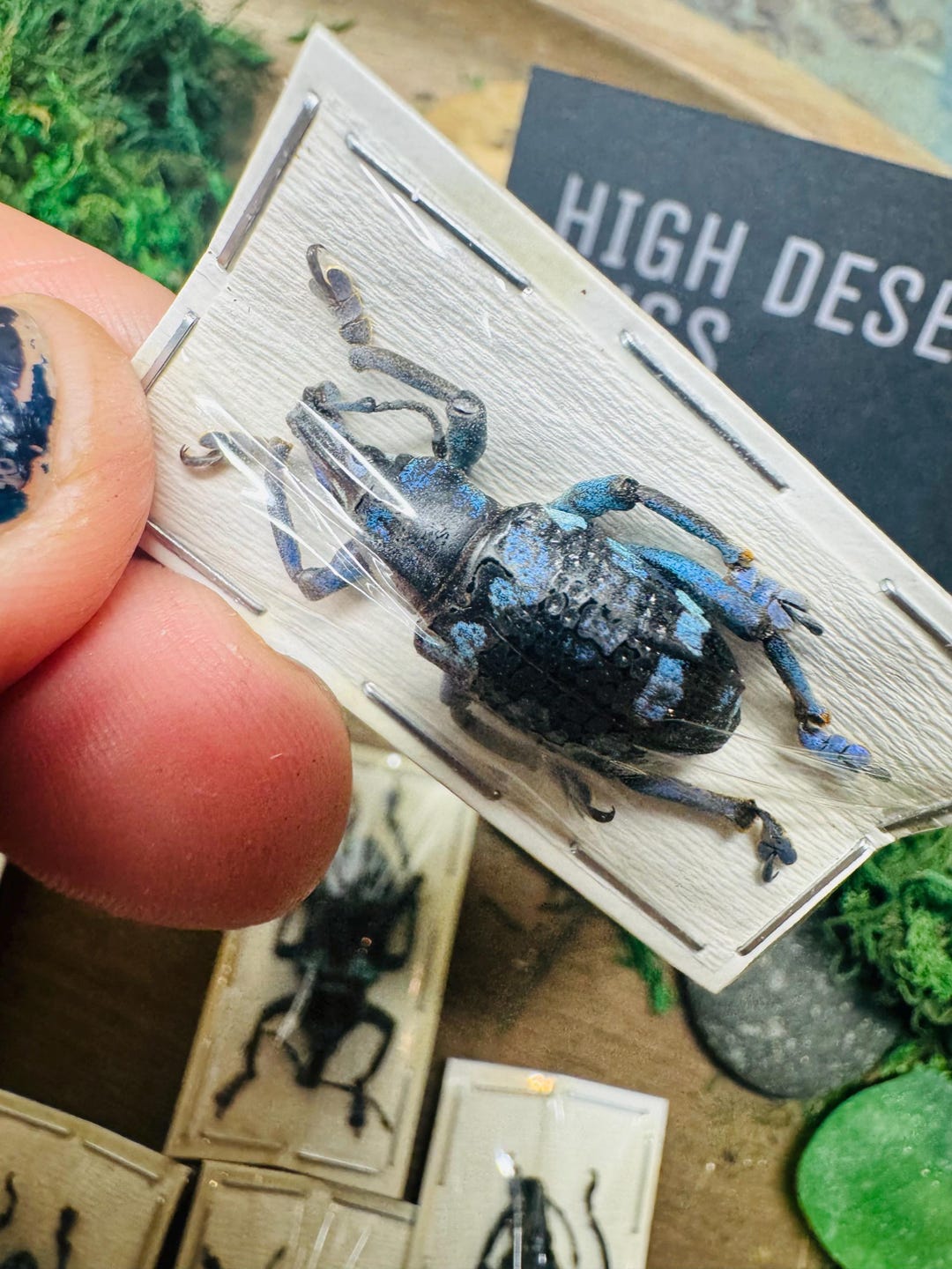 Eupholus Linnei Weevil Real Blue Beetle Indonesia Entomology Taxidermy ...