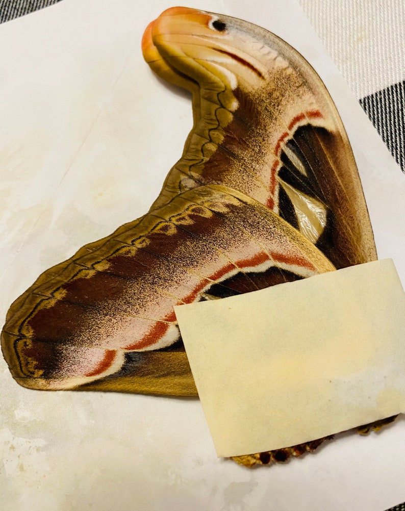 Attacus Atlas Moth (M) Papered Specimen Real Snake Head Moth Entomology ...