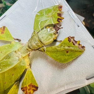 Phyllium Mamasaense Sulawesi (f) Green Indonesian Walking Leaf Insect ...
