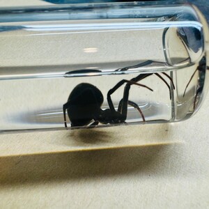 Real Black Widow Spider in Vial, Wet Specimen. - Etsy