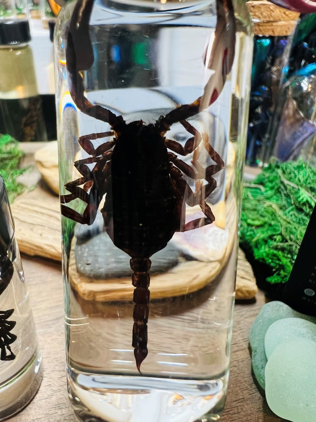 Real Scorpion Wet Specimen: Glows Under Black Light, Curio Display - Etsy