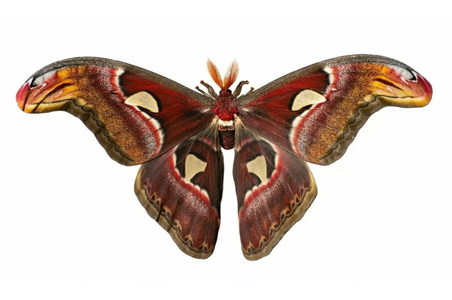Attacus Atlas Moth (M) Papered Specimen Real Snake Head Moth Entomology ...