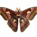 Attacus Atlas Moth M Papered Specimen Real Snake Head Moth Entomology ...