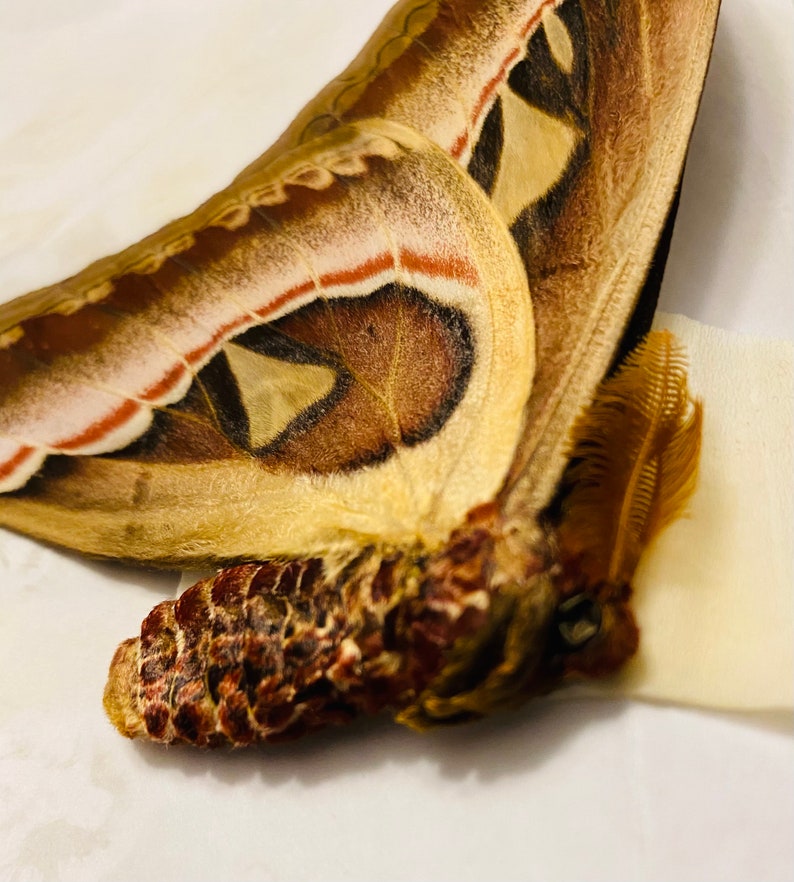 Attacus Atlas Moth M Papered Specimen Real Snake Head Moth | Etsy