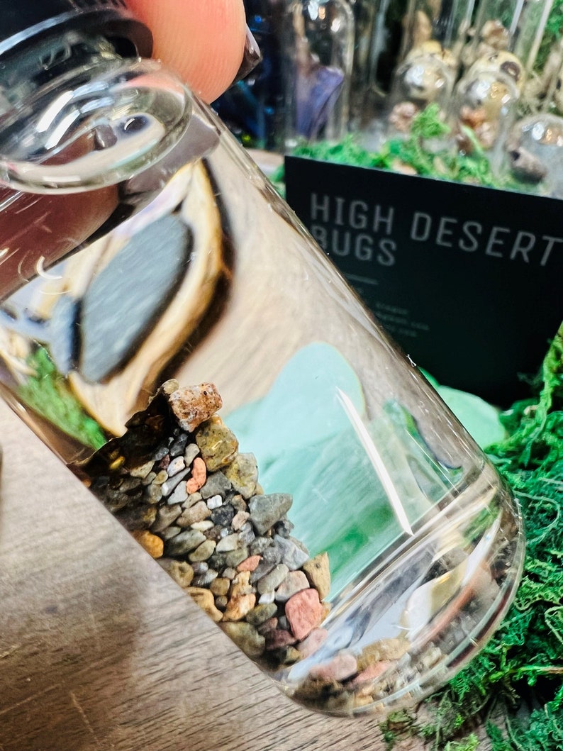 Wet Specimen Real Caddisfly Larvae Case in Glass Vial for - Etsy