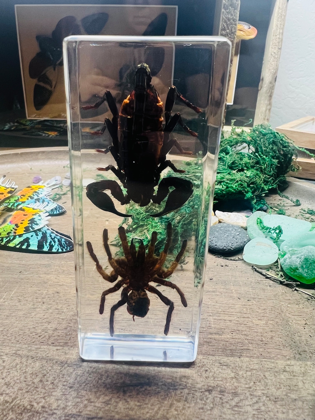 Tarantula Vs Scorpion Real Arachnid in Resin Oddities and Curiosities ...