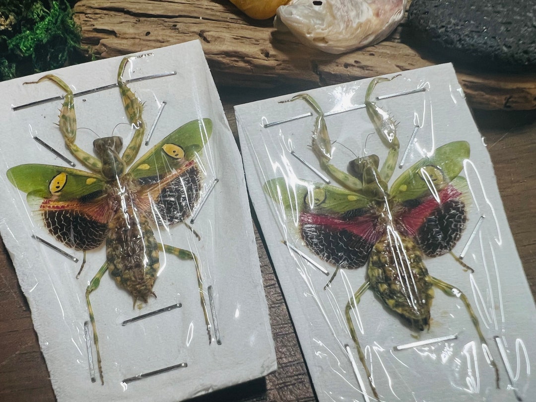 2 Pack Creobroter Gemmatus Jeweled Flower Mantis Real Insect Praying ...