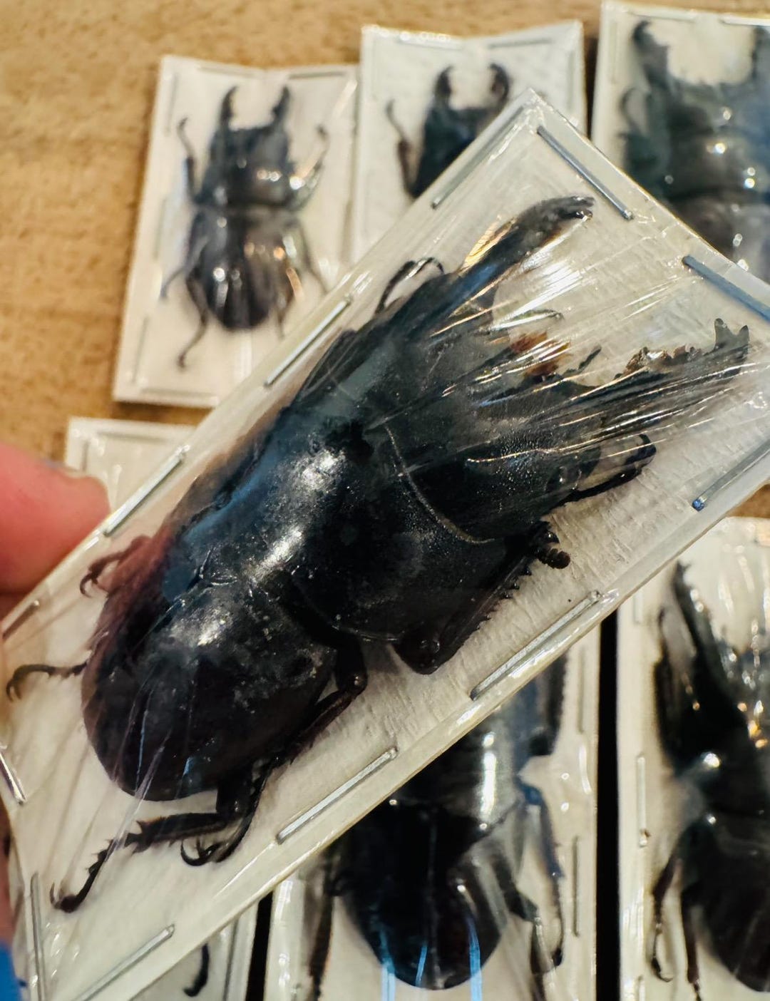 Dorcus Taurus Taurus Stag Beetle Indonesia Spread and Ready to Mount A1 ...
