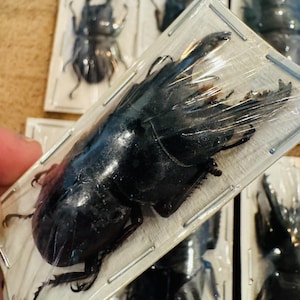 Dorcus Taurus Taurus Stag Beetle Indonesia Spread and Ready to Mount A1 ...