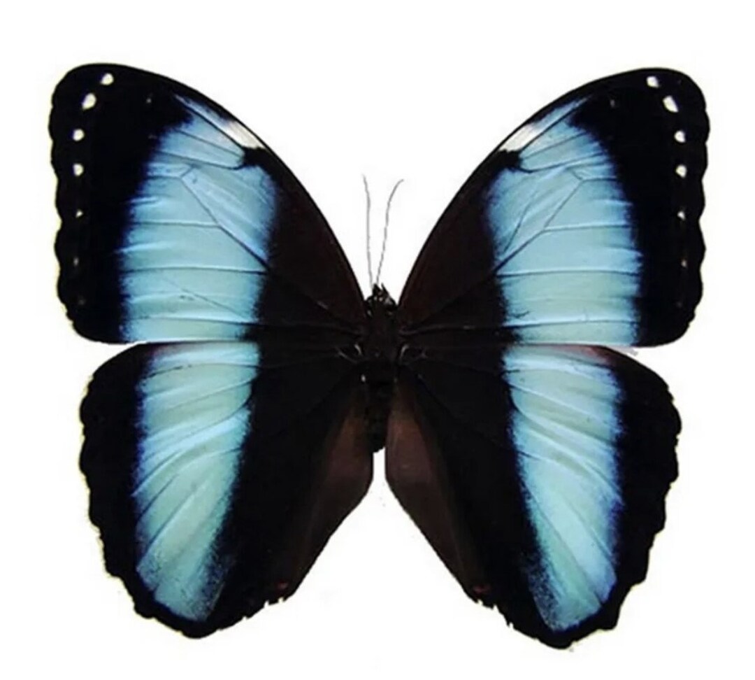A 1 Papered Specimen Morpho Patroclus Orestes Peru Real Blue Black ...