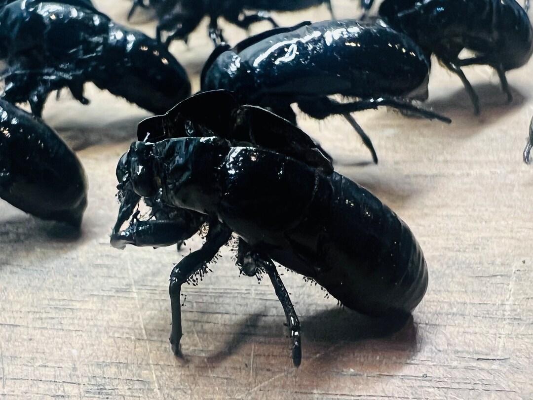 Black Cicada Skins Exoskeleton Cicada Exuviae 15 Awesome Shiny Black ...