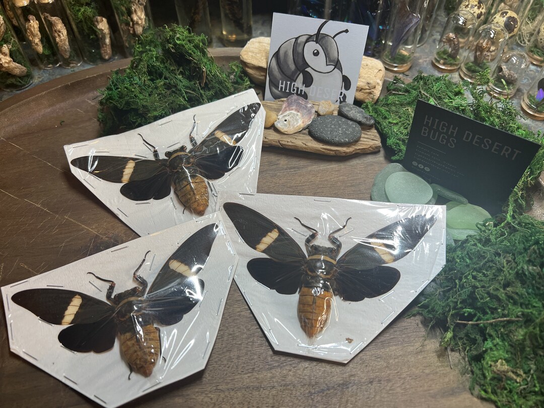 Real Large Cicada Tosena Albata From Indonesia Spread and Ready to ...