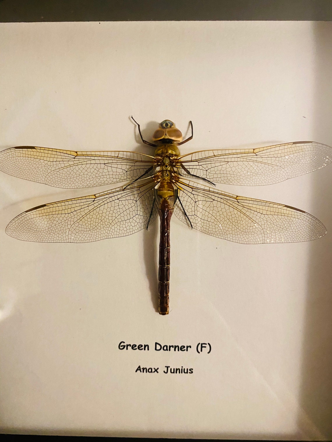 Huge Real Green Darner Dragonfly Washington State Insect | Etsy