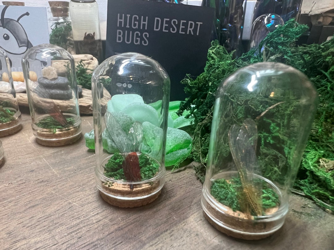 Real Dragonfly Fairy Wings in Curio Jar, Real Insect Collectable - Etsy