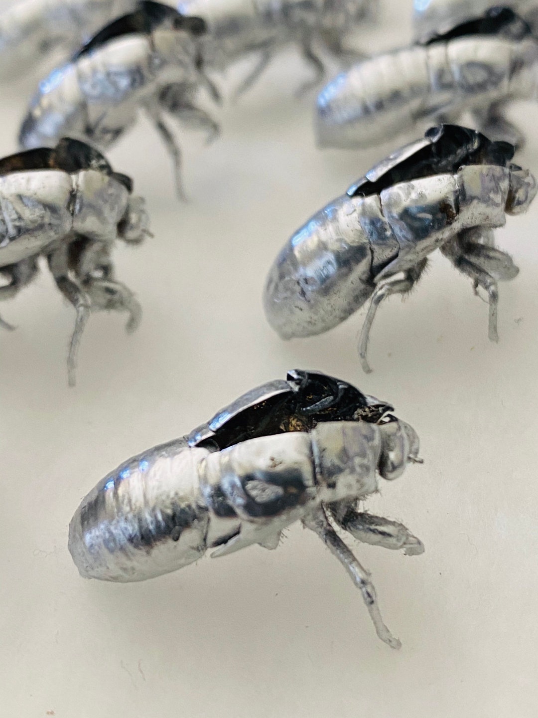 Silver Cicada Skins Shells Exoskeleton - Cicada Skins Lot of 10 ...