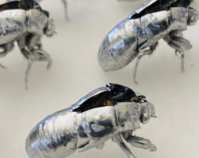 Silver Cicada Skins Shells Exoskeleton - Cicada Skins Lot of 10 ...