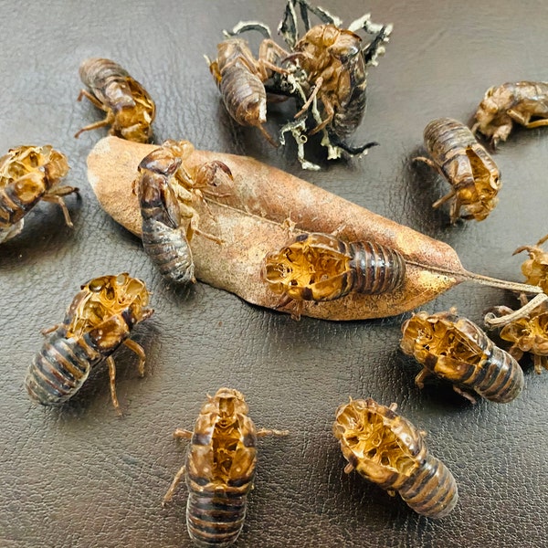 Cicada Exoskeleton - Etsy