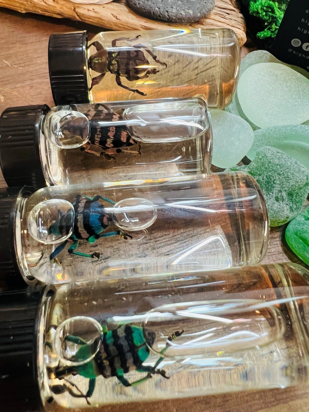 Wet Specimen Weevil Beetle in Glass Vial for Display Eupholus - Etsy