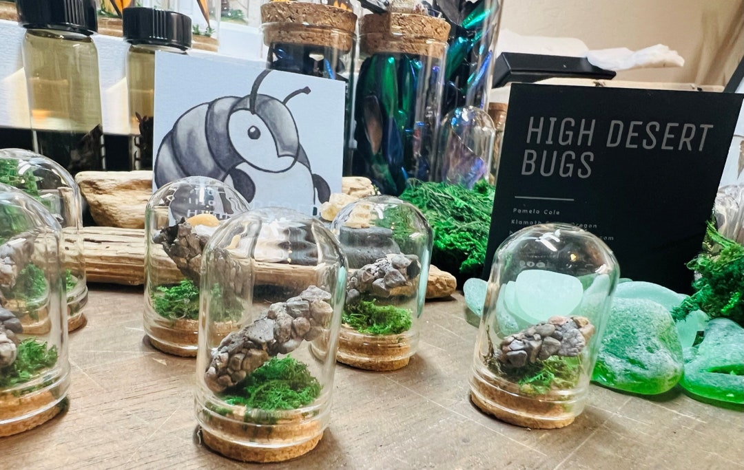 Caddis Larvae Case in Glass Curio Jar Match the Hatch With This Rare ...