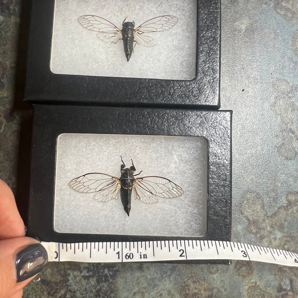 Real Butterfly Framed - Etsy